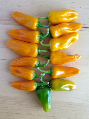 Sweet Tea, Soft Skeins: How to dry hot peppers on a string