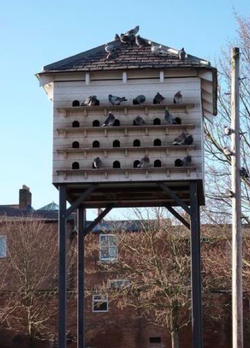 Raising Pigeons, and Examples of Pigeon Houses | Big Picture Agriculture