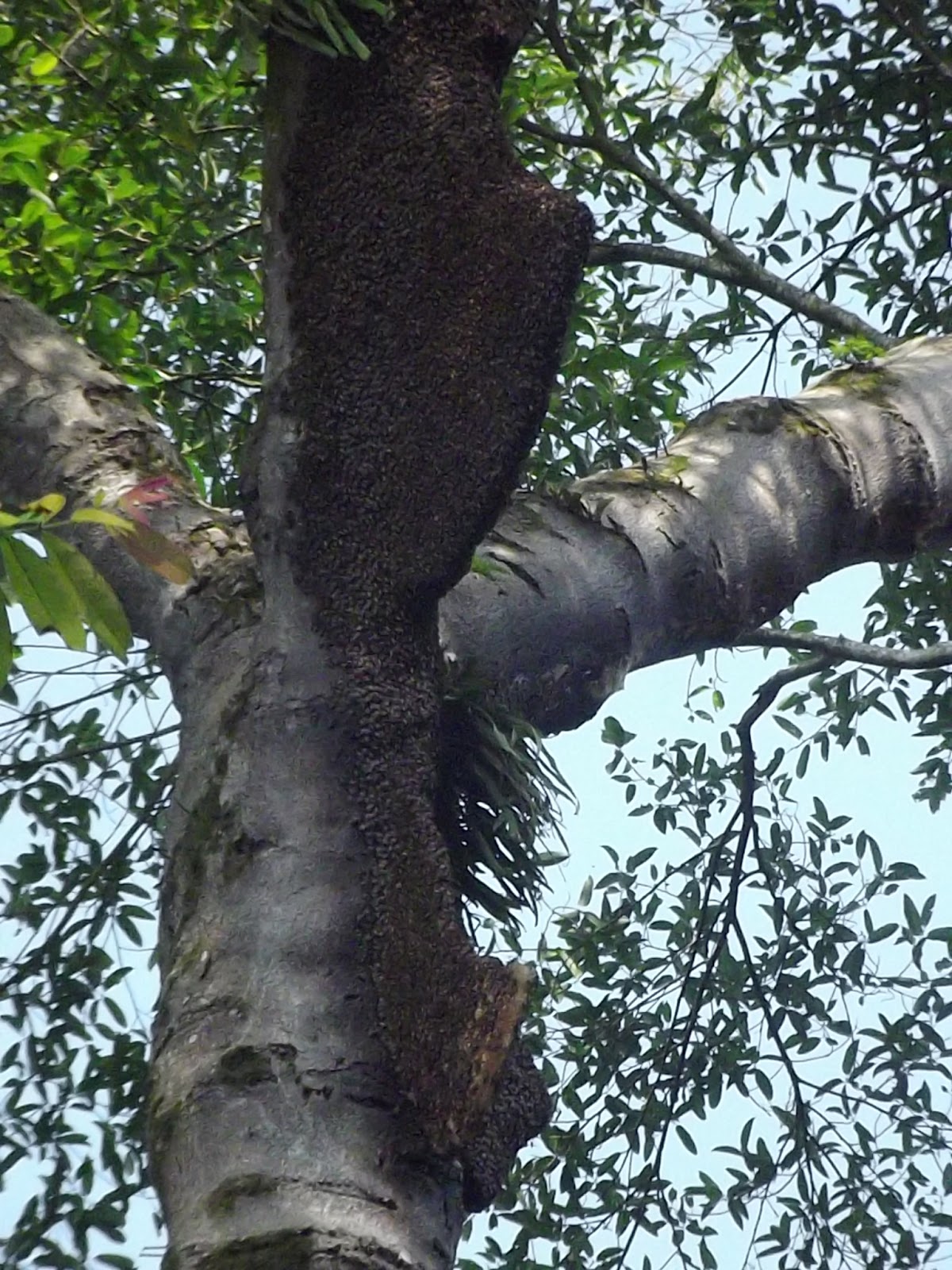 Coretan Rimbawan UR: Pohon Sialang