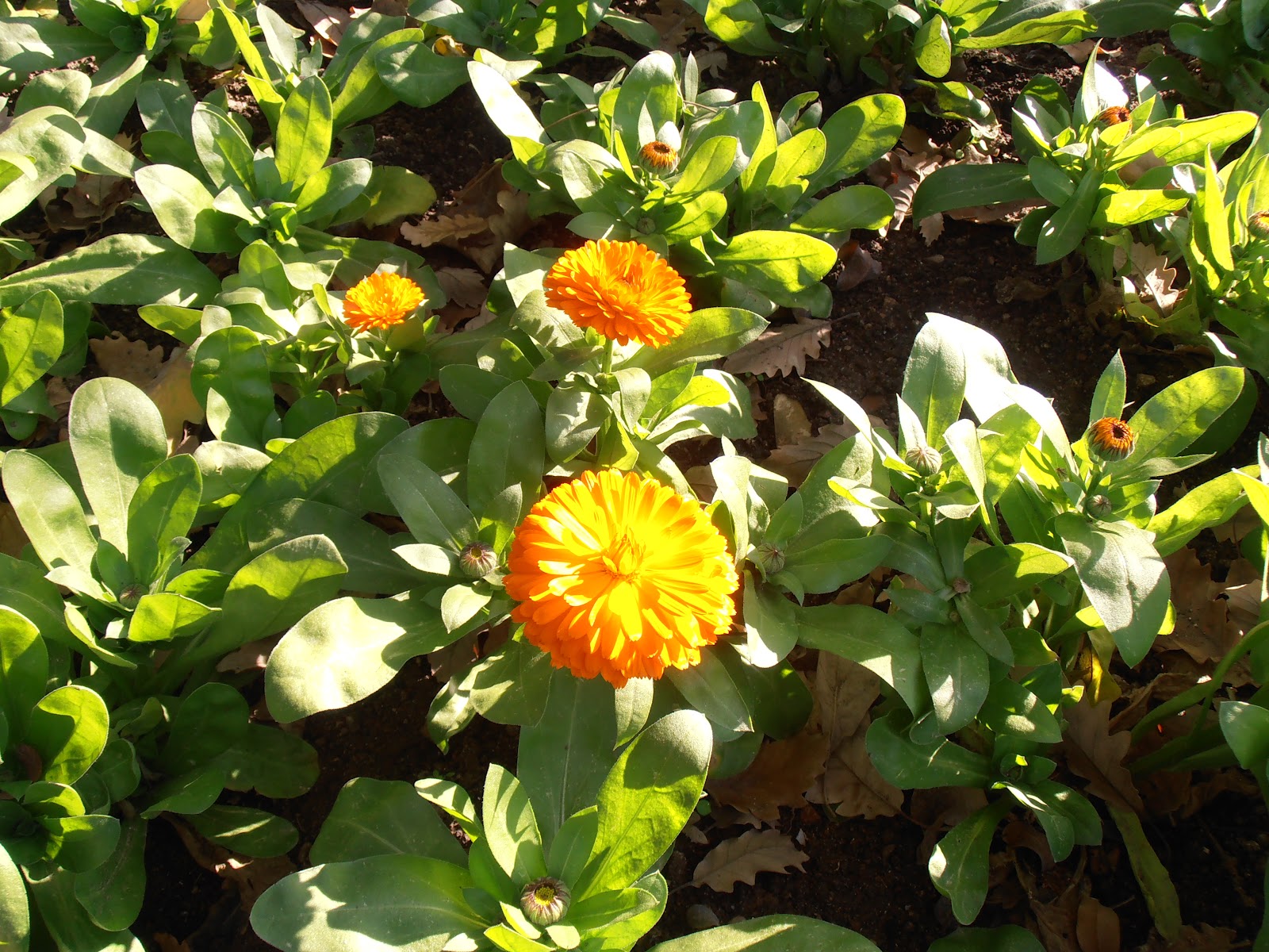 CALÉNDULA: Calendula officinalis | Plantas rioMoros