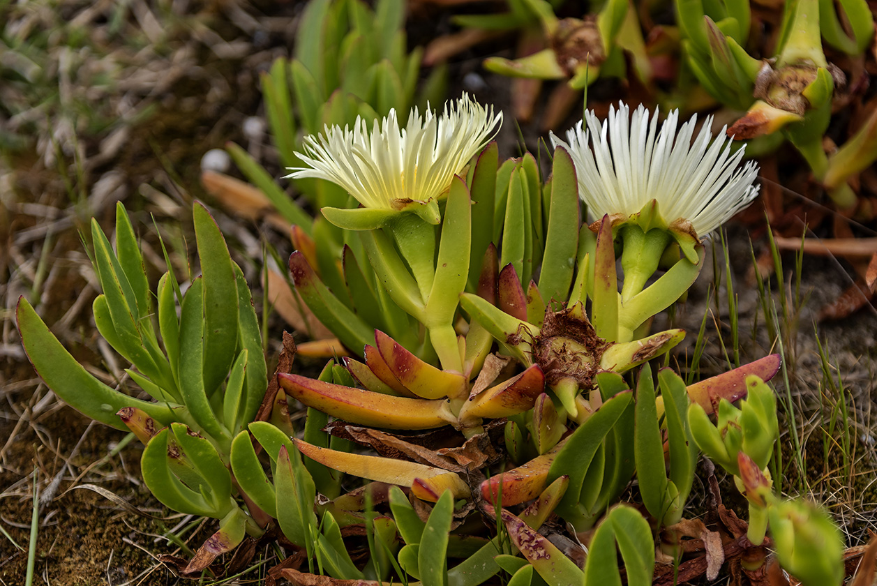 Flores y Paisajes de Asturias : Carpobrotus edulis