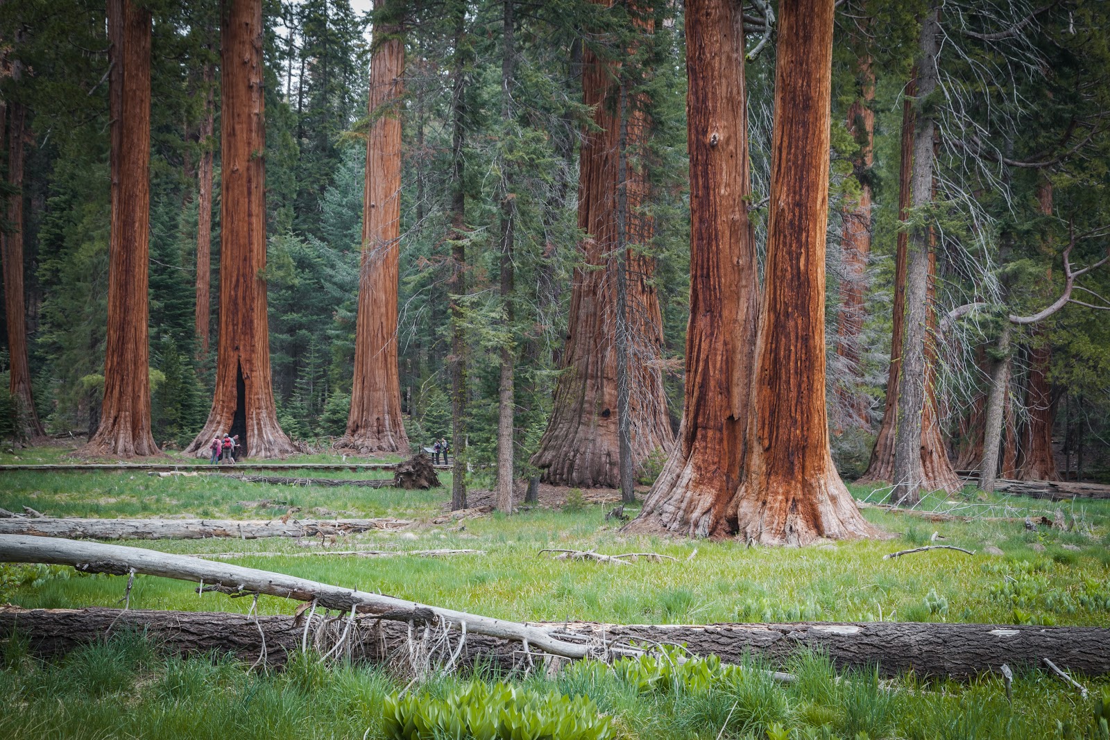 Giant Trees in Sequoia National Park - Explore the World with Simon Sulyma