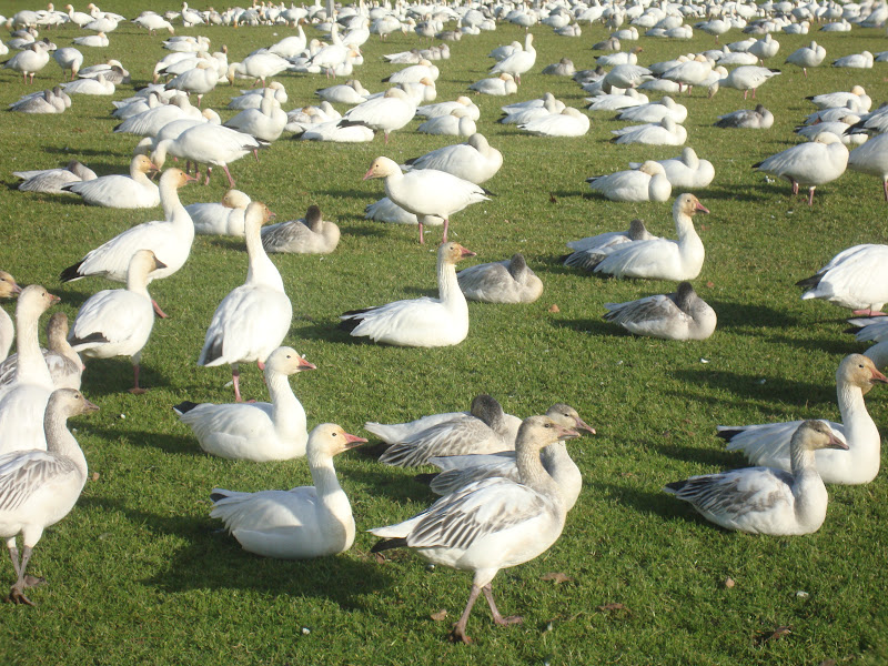 Climber & Explorer: Lesser Snow Geese