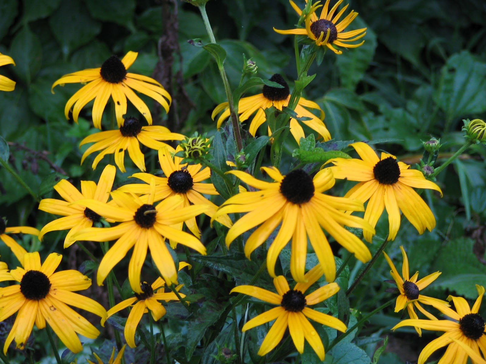 Appalachian Heartbeat: WEEDS IN MY GARDEN: AUTUMN