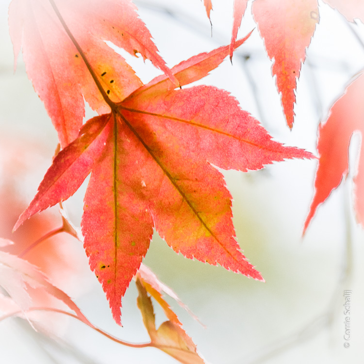 Kijken in verwondering...: Spelen met blaadjes