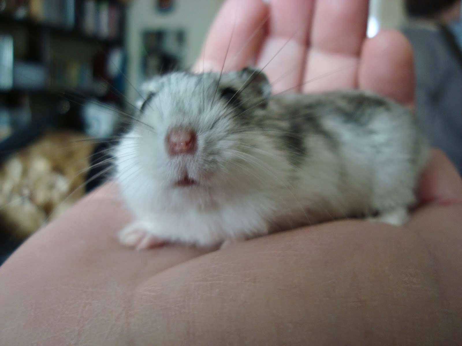 Hamstercitos :3: El Manto Invernal en los Hamsters Rusos: Paso a Paso