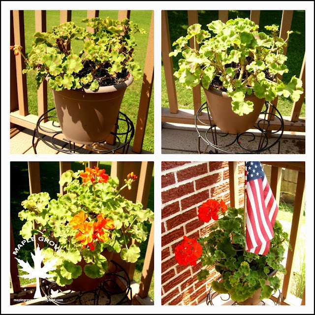 Maple Grove: Over-Wintering Geraniums