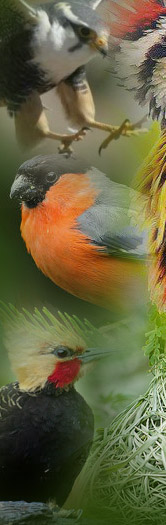 BIRDS(পাখি): Guinea fowl/তিতির