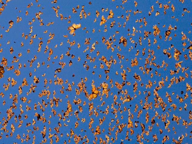 paper lantern: Beautiful repetition in nature