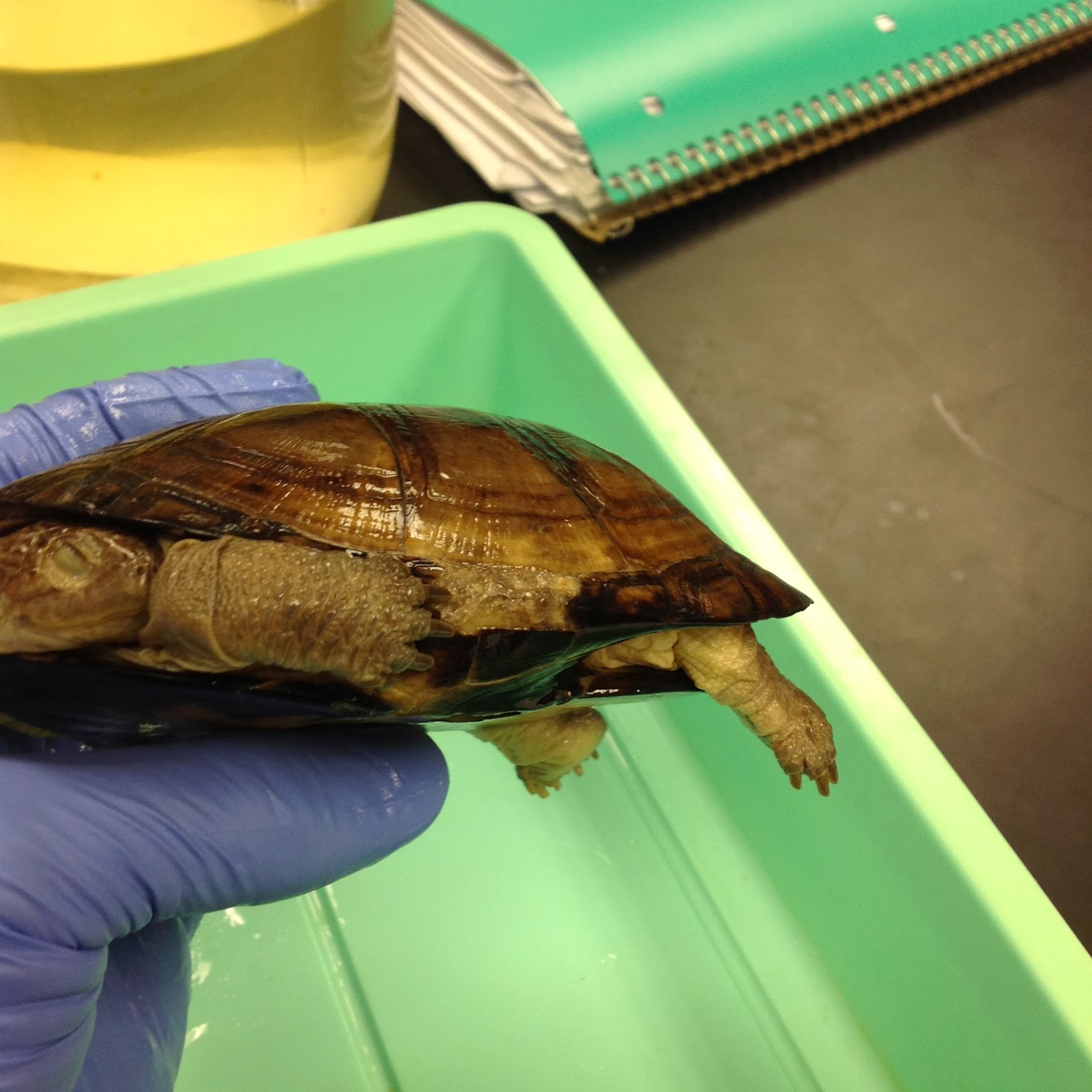 Biology of the Reptilia: Lab #2: Testudines (Nick Spies and Alex Murray)