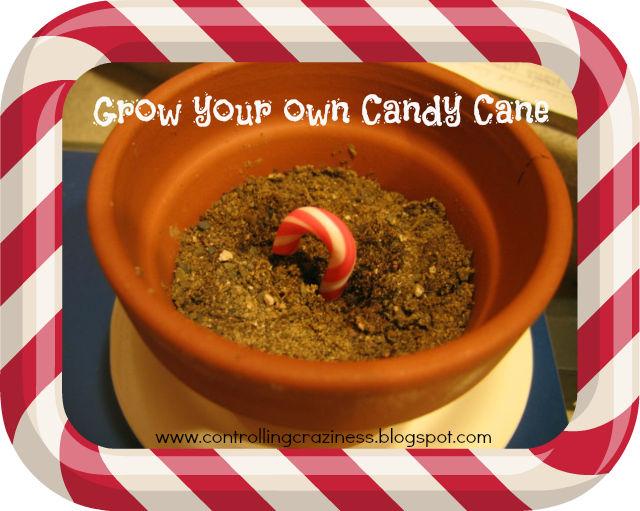 CONTROLLING Craziness: How to Grow a Candy Cane