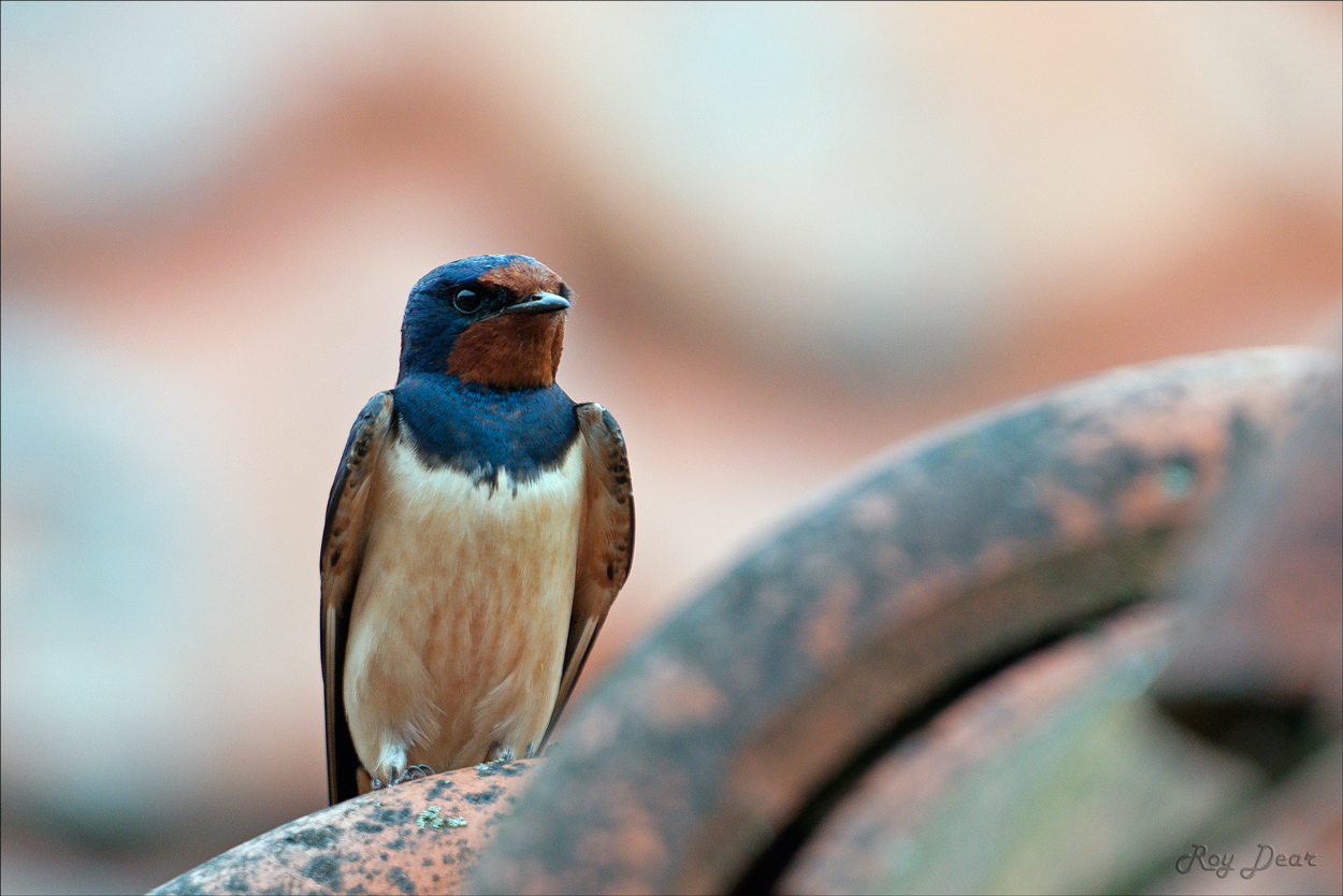 Foto's: Boerenzwaluw