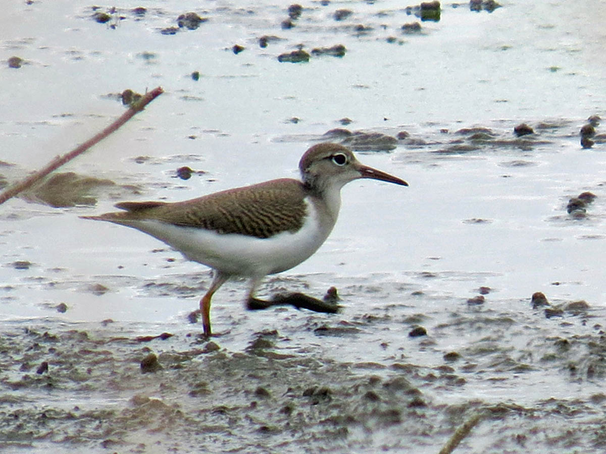 Juvenile Spotted Sandpipers masquerading as Solitary Sandpipers ...