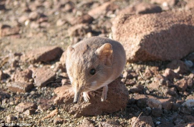 Arquivo Misterioso: Encontrada uma nova espécie de musaranho