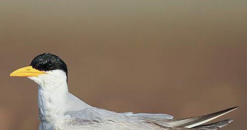 River tern images | Birds of India | Bird World