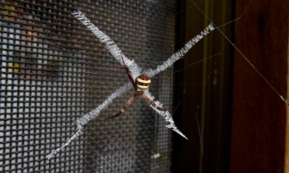 Weedon's World of Nature: St Andrew's Cross Spider