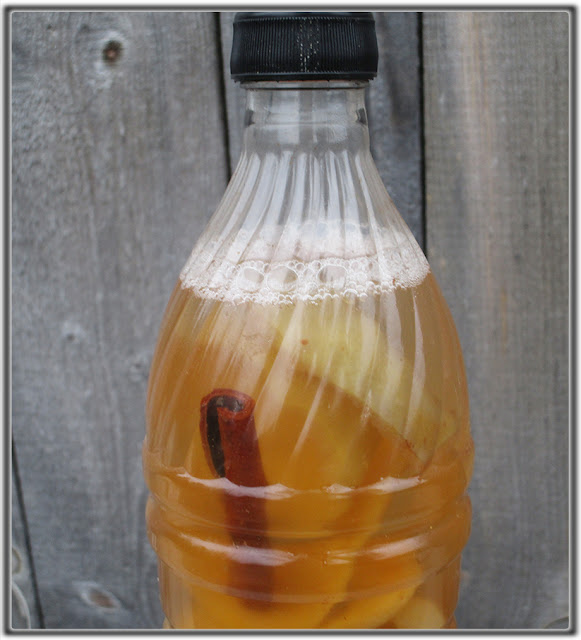Gör egen kombucha! Scoby svamp till salu, skickas med vanlig post på 1 ...