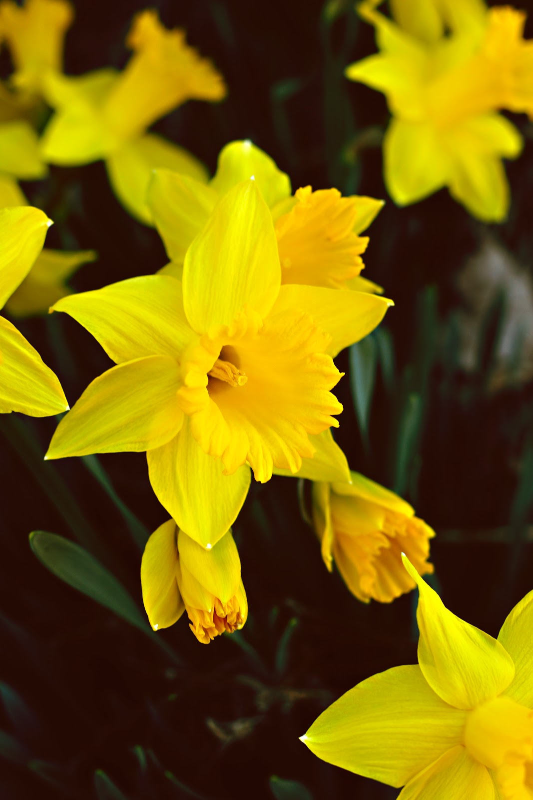 Fabulous Fisher Family: Spring Flowers