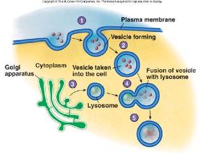 Biología "La Célula"