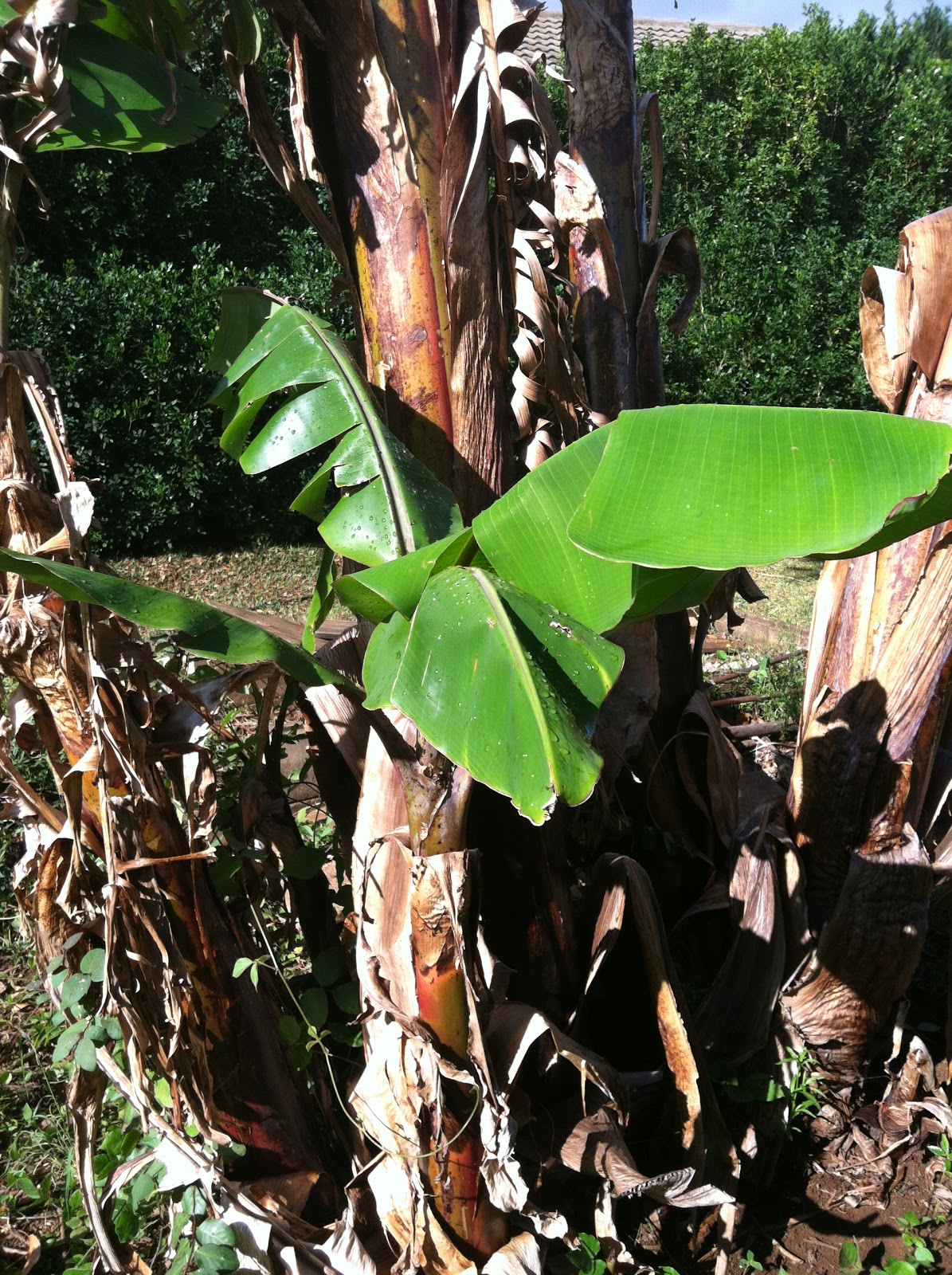 Celebrate Maui: Sharing Rare Red Bananas From My Back Yard