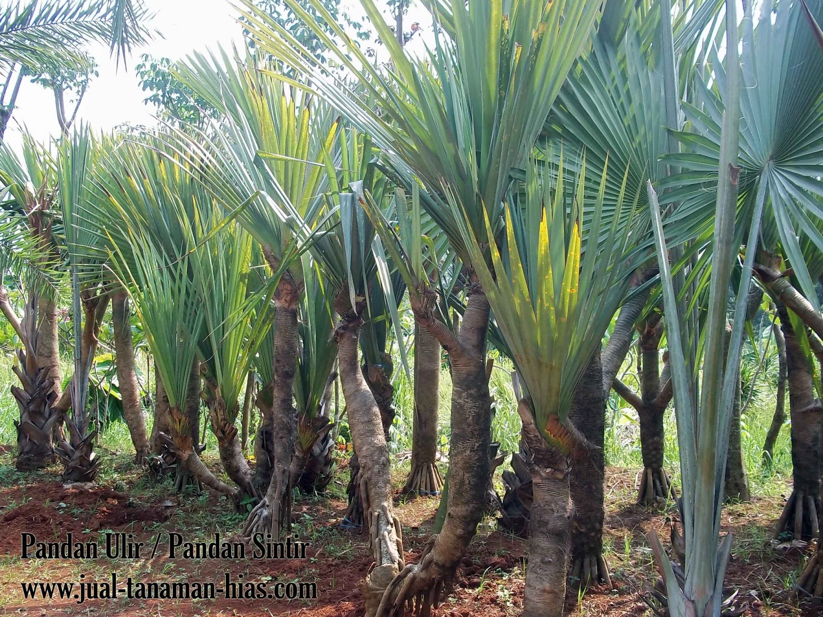 Jual Pohon Pandan Ulir atau Pandan Sintir | Pandan Bali ~ TUKANG TAMAN