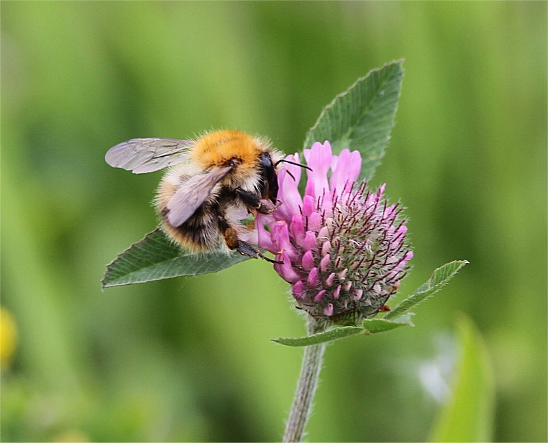 Murfs Wildlife : Ginger-tailed Carder Bee