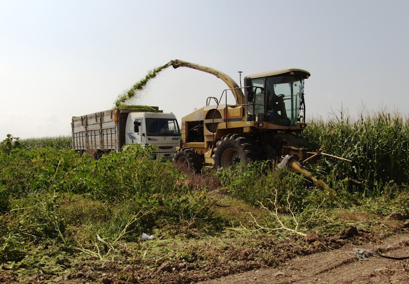 bike the AG-world: Turkey Farming