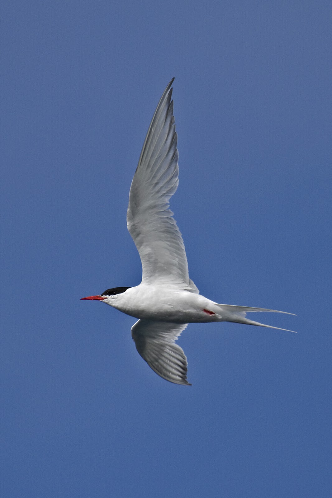Antarctica & South America: Antarctic Tern