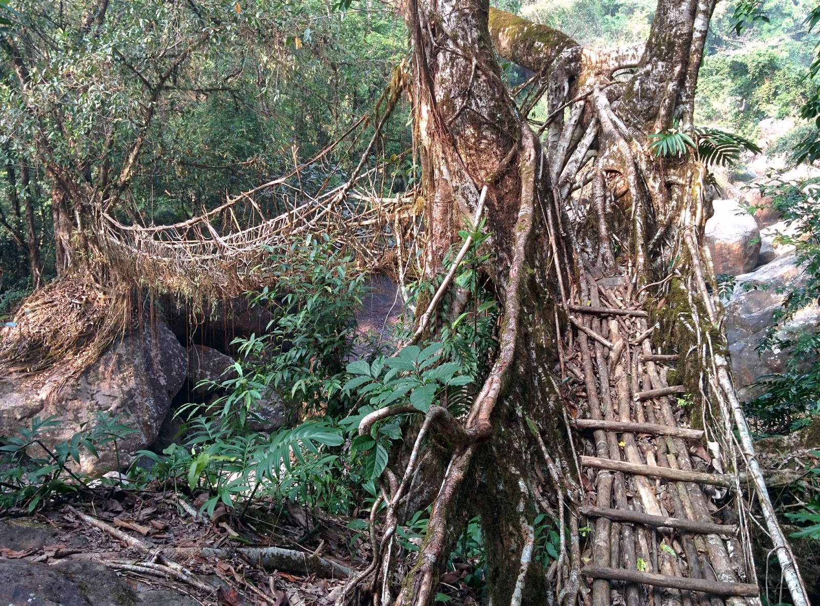 Road Less Travelled: Stunning Double Decker Living Root Bridge Photo Blog