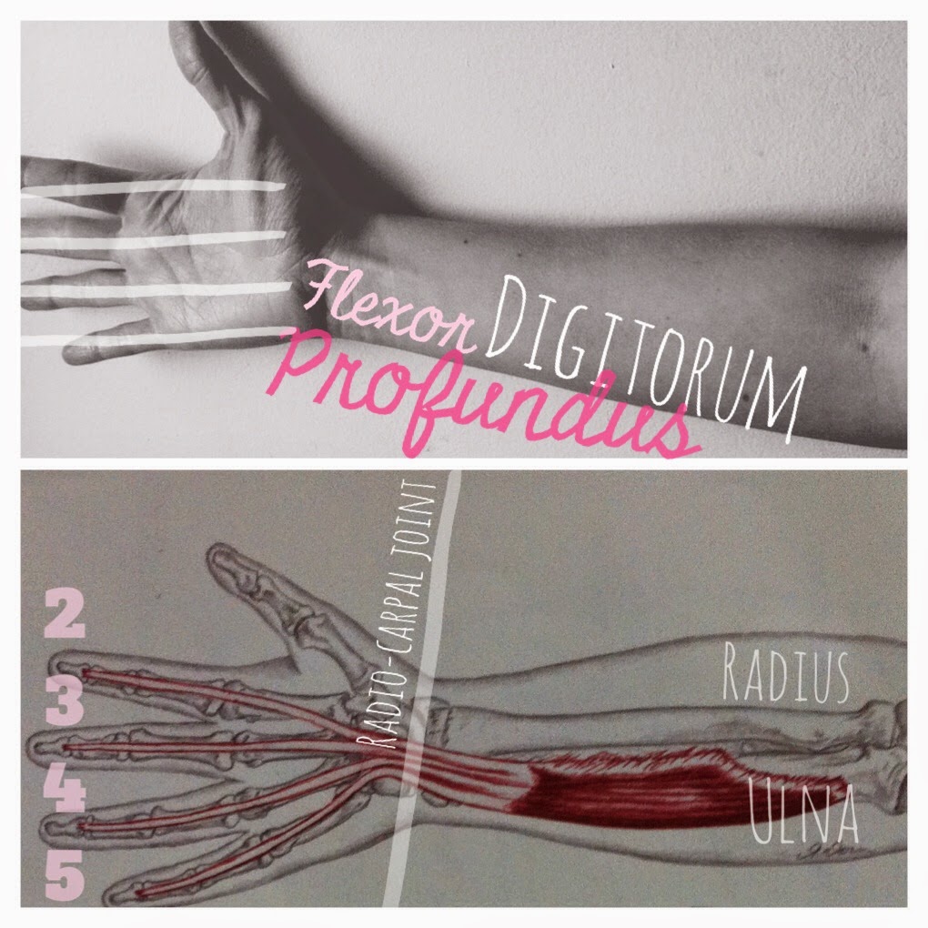The Hip Joint: Flexor Digitorum Profundus: A wrist Flexor