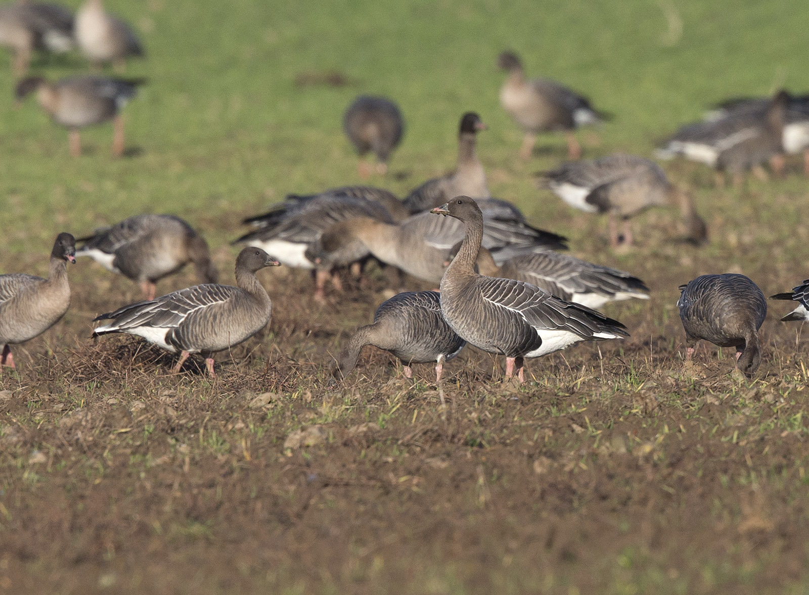 pewit: Pink-footed Geese