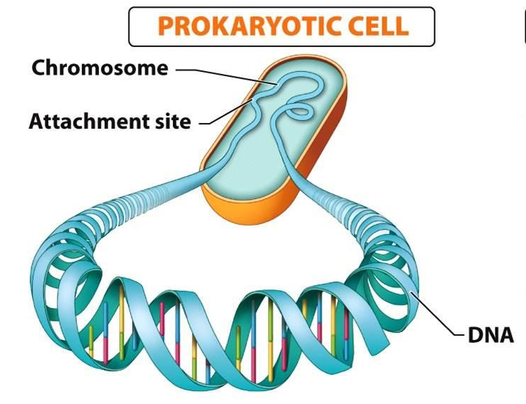 Ciencias de Joseleg: Introducción al genoma de la célula procariota
