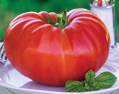 HOW TO GROW GIANT TOMATOES |The Garden of Eaden