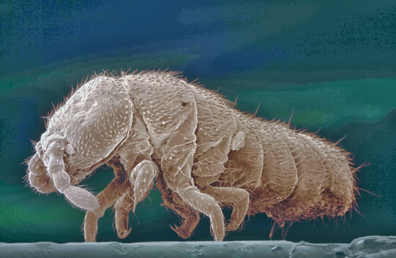 Exploring the Mysteries of Glacial Refugia: The Norwegian Mugwort and ...