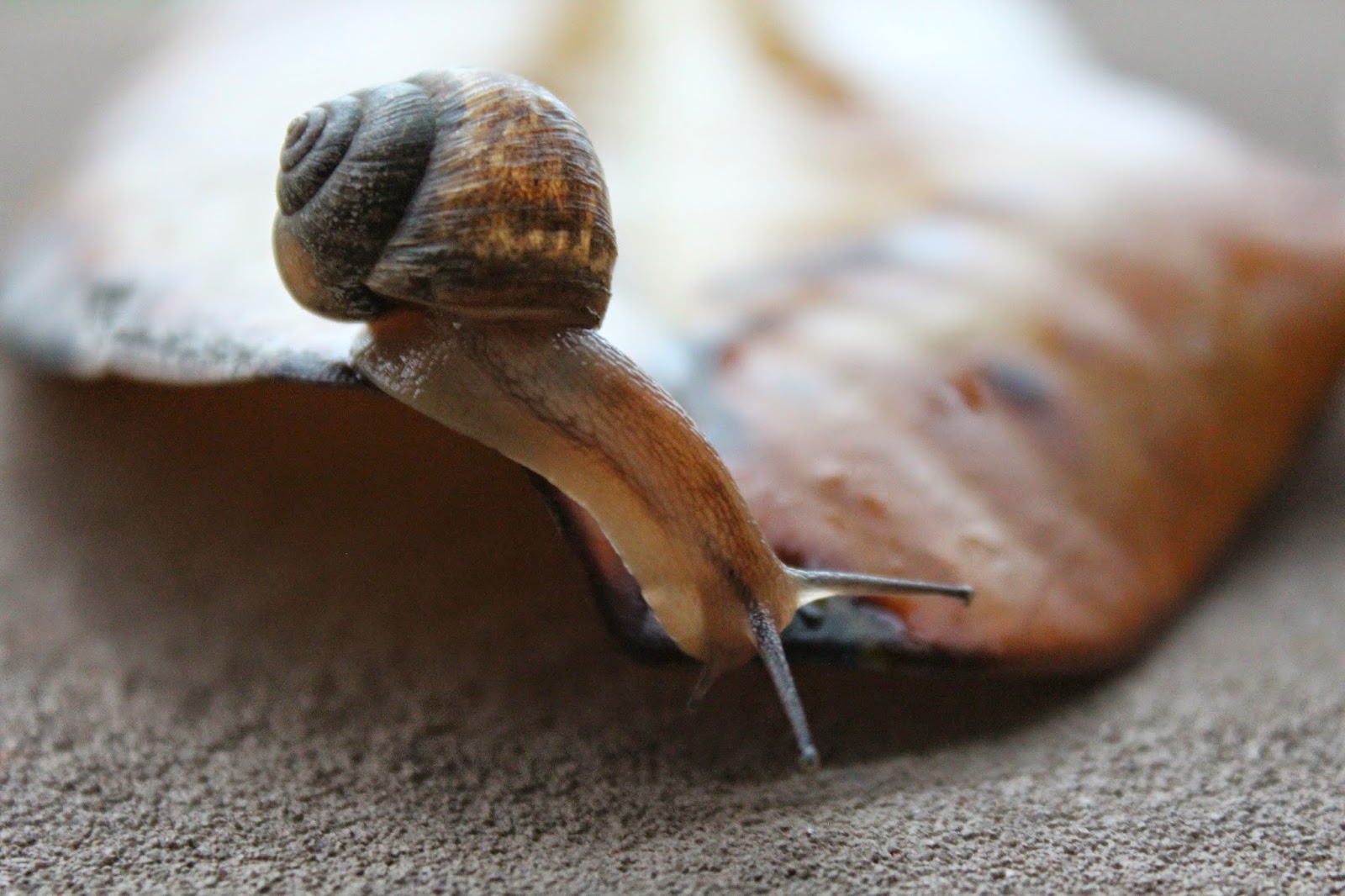 For I know the plans I have for you...: Snails Can't Run