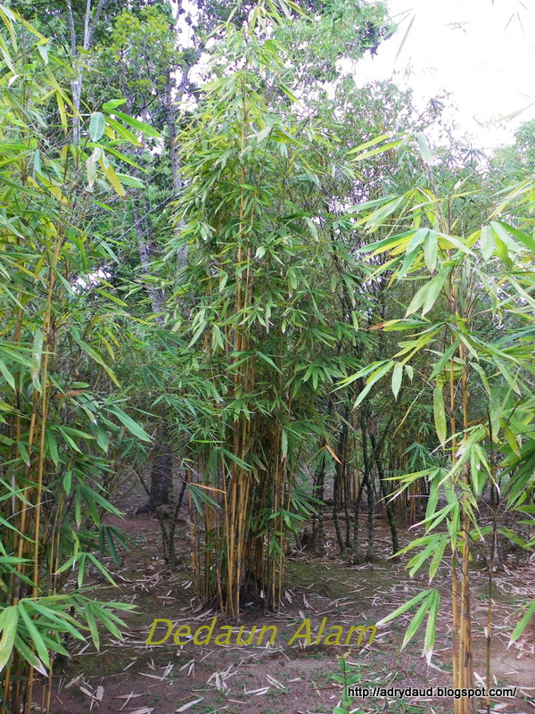 Dedaun Alam: Bambusa Vulgaris Vittata @ Painted Bamboo