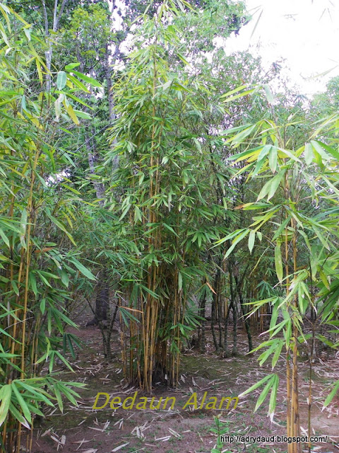 Dedaun Alam: Bambusa Vulgaris Vittata @ Painted Bamboo