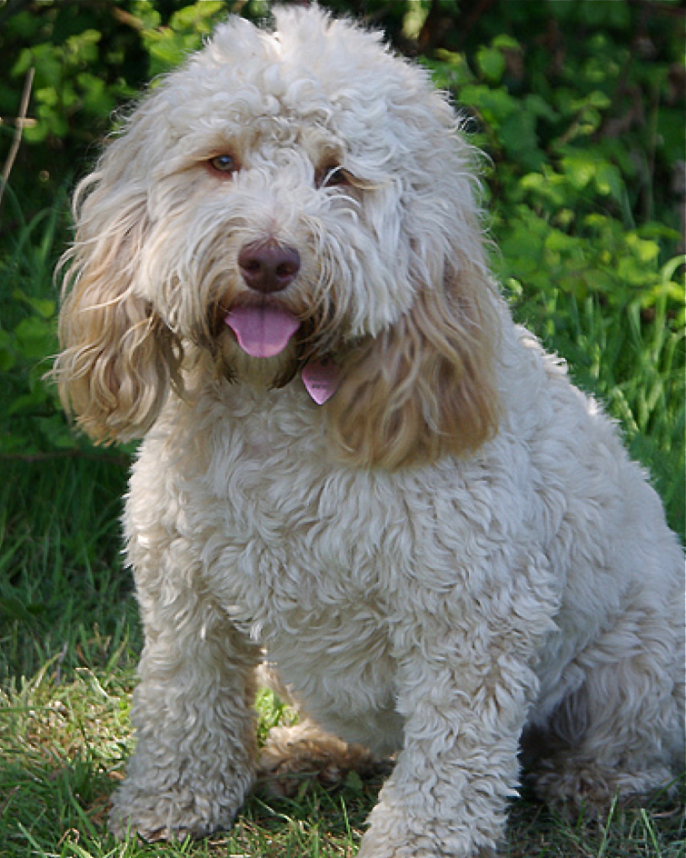 Jukee Doodles : Testimonials