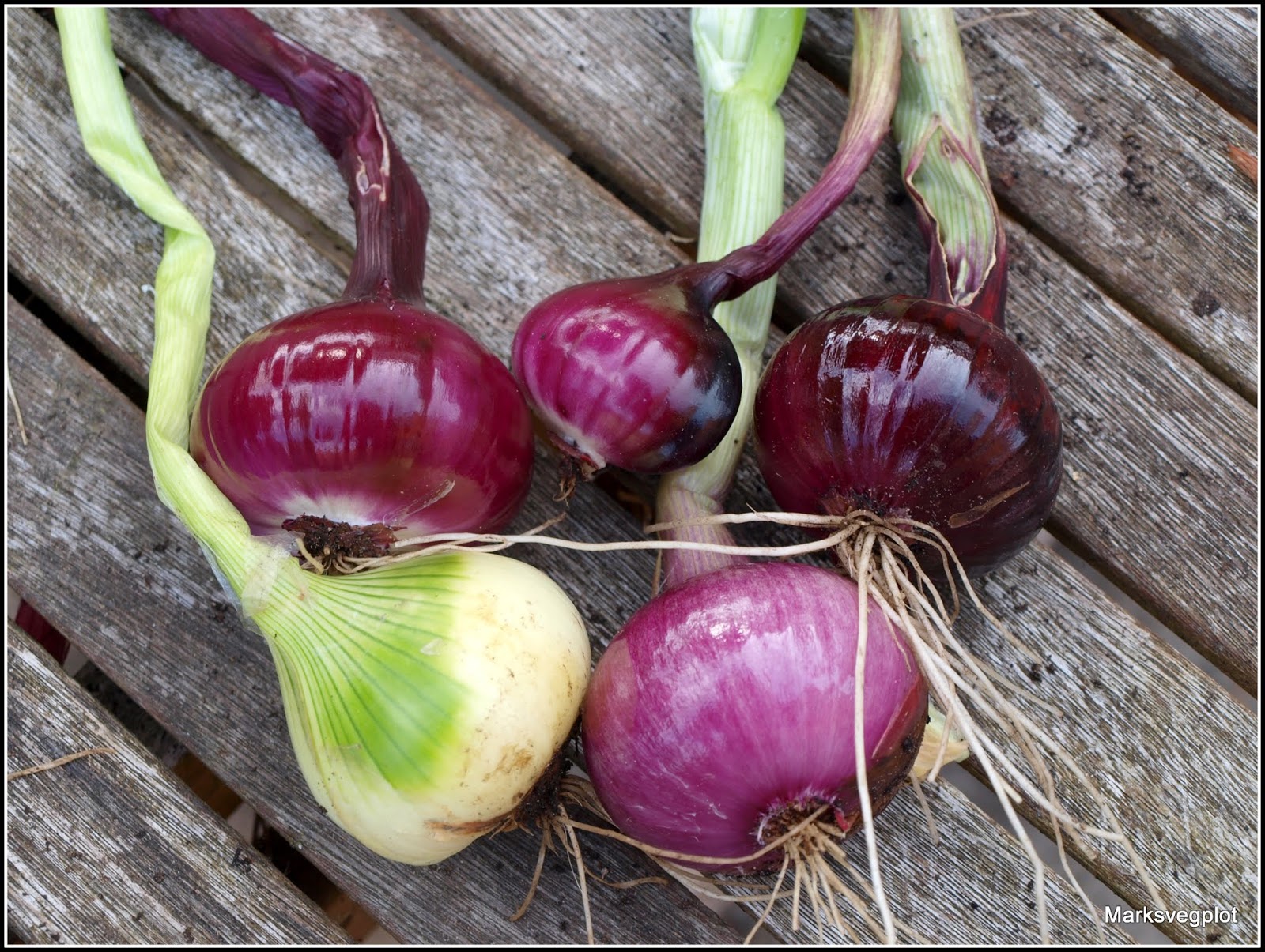 Mark's Veg Plot: Harvesting onions