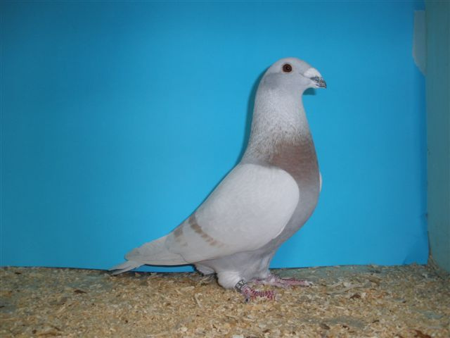 British Show Racer ~ All about Birds