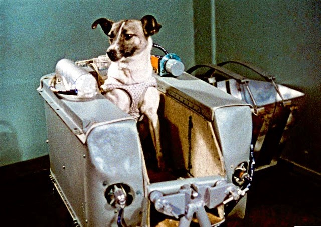 Dog In Space: Dogs In Space