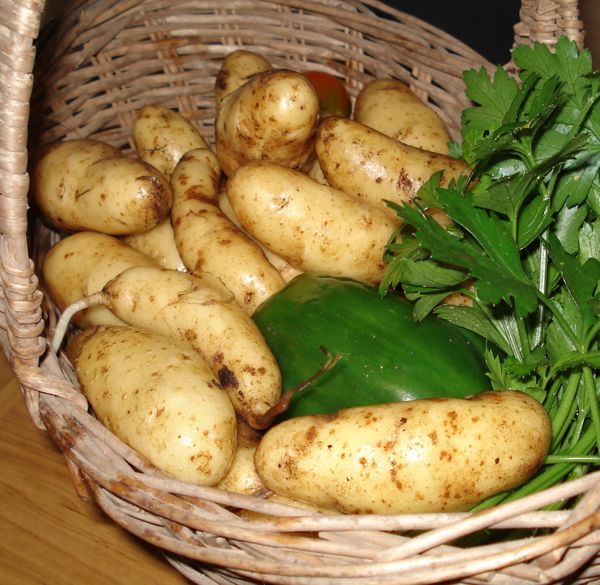 How to start a vegetable garden - part 2 | Down to Earth