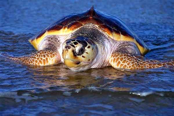 El Viaje de la Tortuga boba (Caretta Caretta)