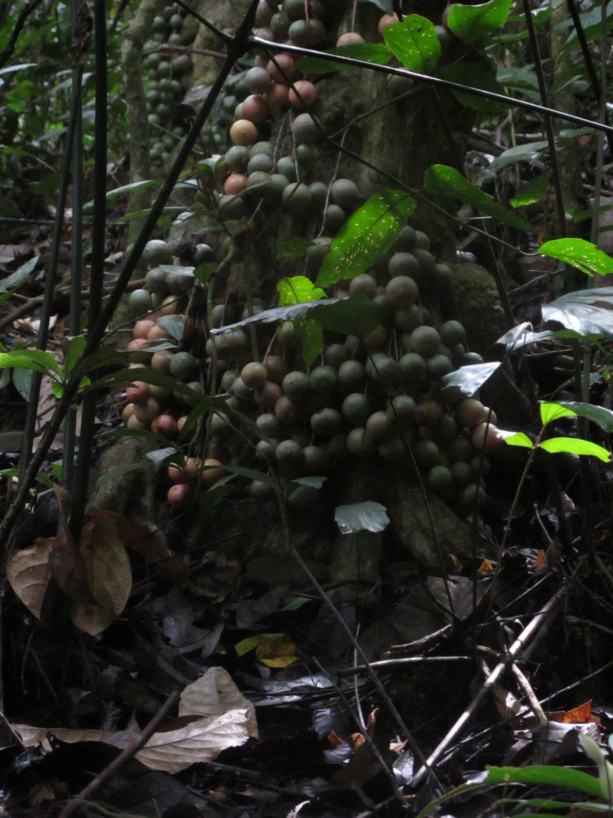 Borneo Icons Tours & Travel: Kirilip 2 Days 1 Night