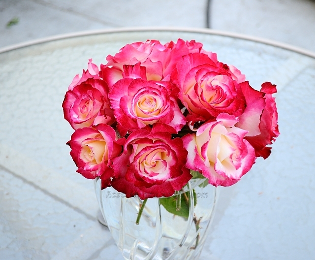 A Rose is a Rose...: Eye Candy - Before the Storm