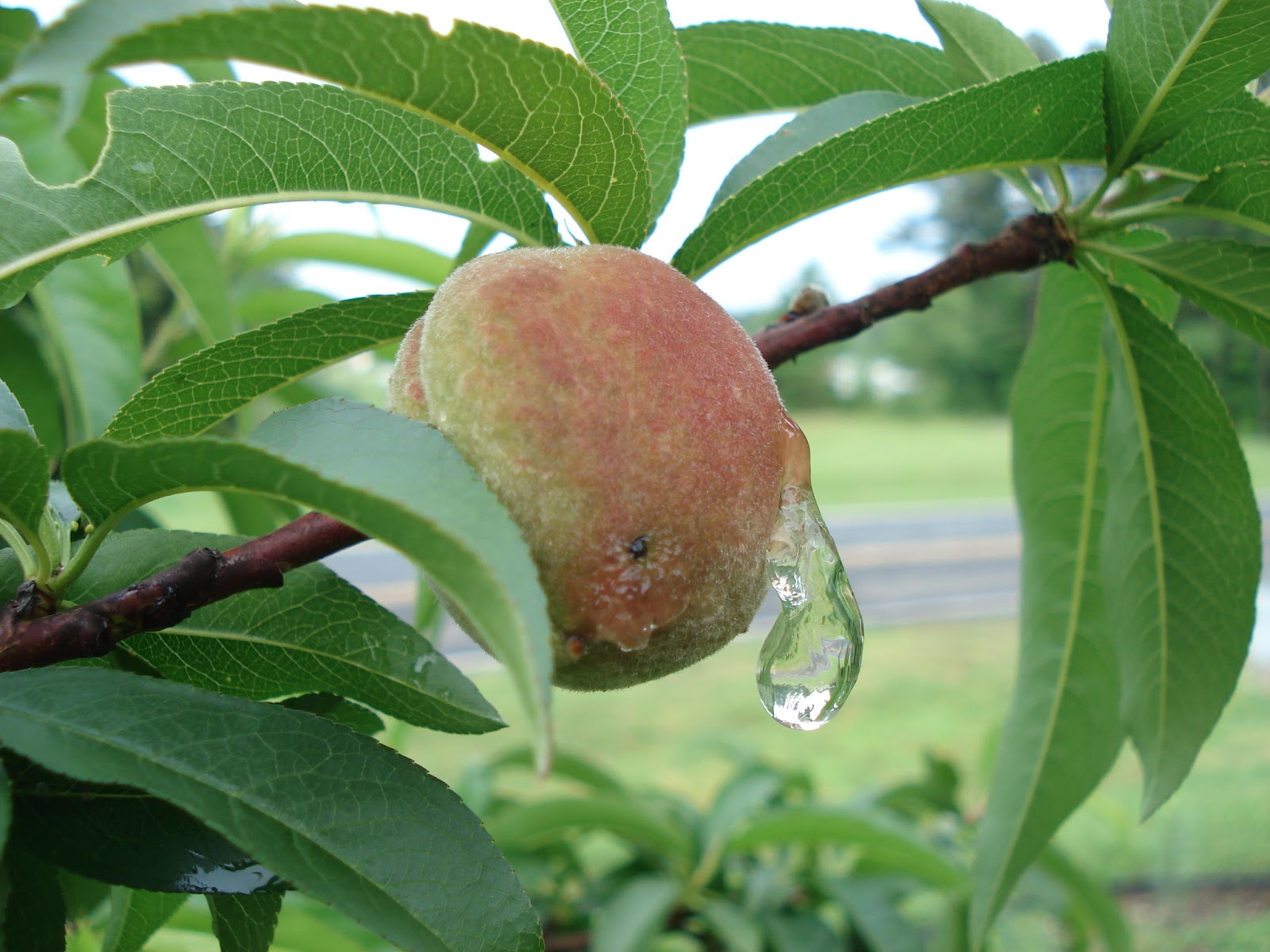 From the Cupboard: Our "Lil" Peach Tree--Part 5