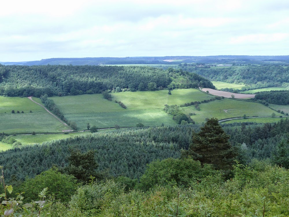 A Field Notebook: Wykeham Forest Raptor Watch Point, North Yorkshire