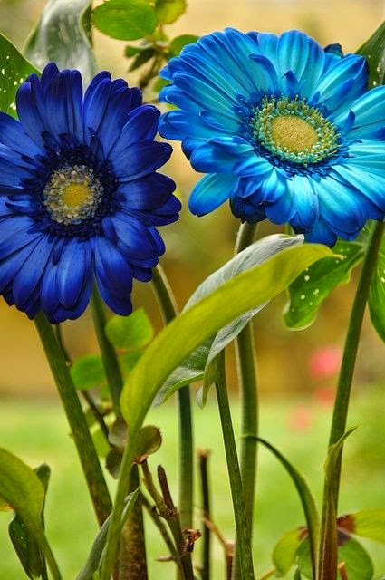 Blue Gerbera Daisies, beautiful | Backyards Click