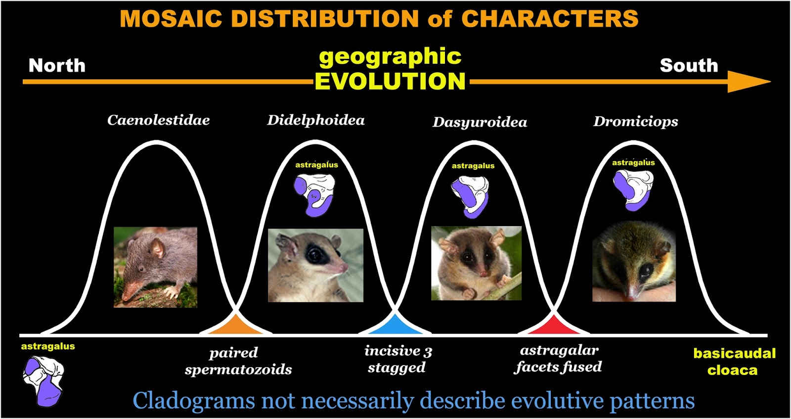 "A EVOLUÇÃO DOS MAMÍFEROS" THE Evolution OF THE MAMMALS: MARSUPIAL ...