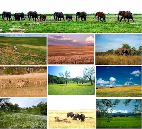 General Knowledge Tutorial: Major Grasslands of The World